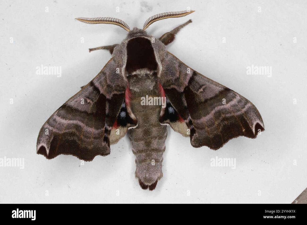Twin-spotted Sphinx (Smerinthus jamaicensis Stock Photo - Alamy
