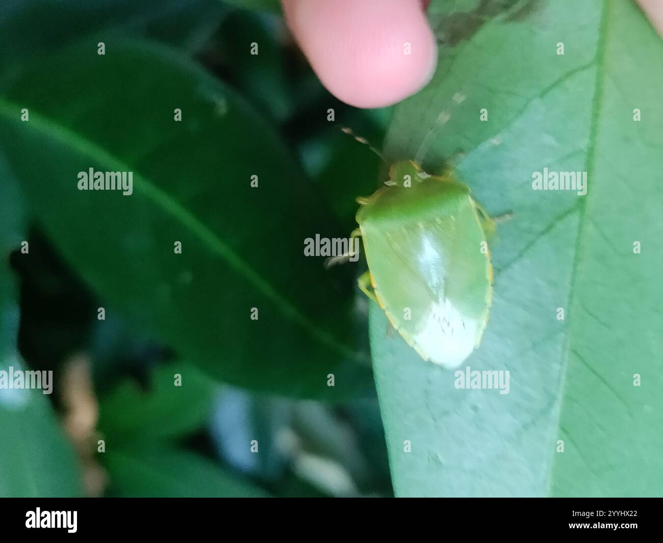 Green Stink Bug (Chinavia hilaris Stock Photo - Alamy