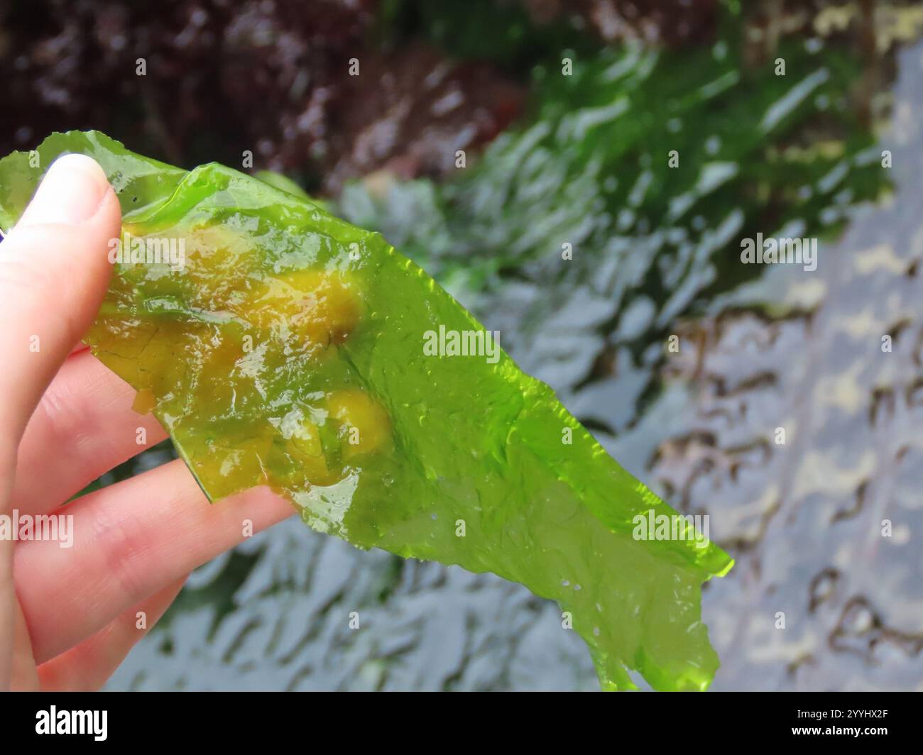 Broadleaf Sea Lettuce (Ulva lactuca Stock Photo - Alamy