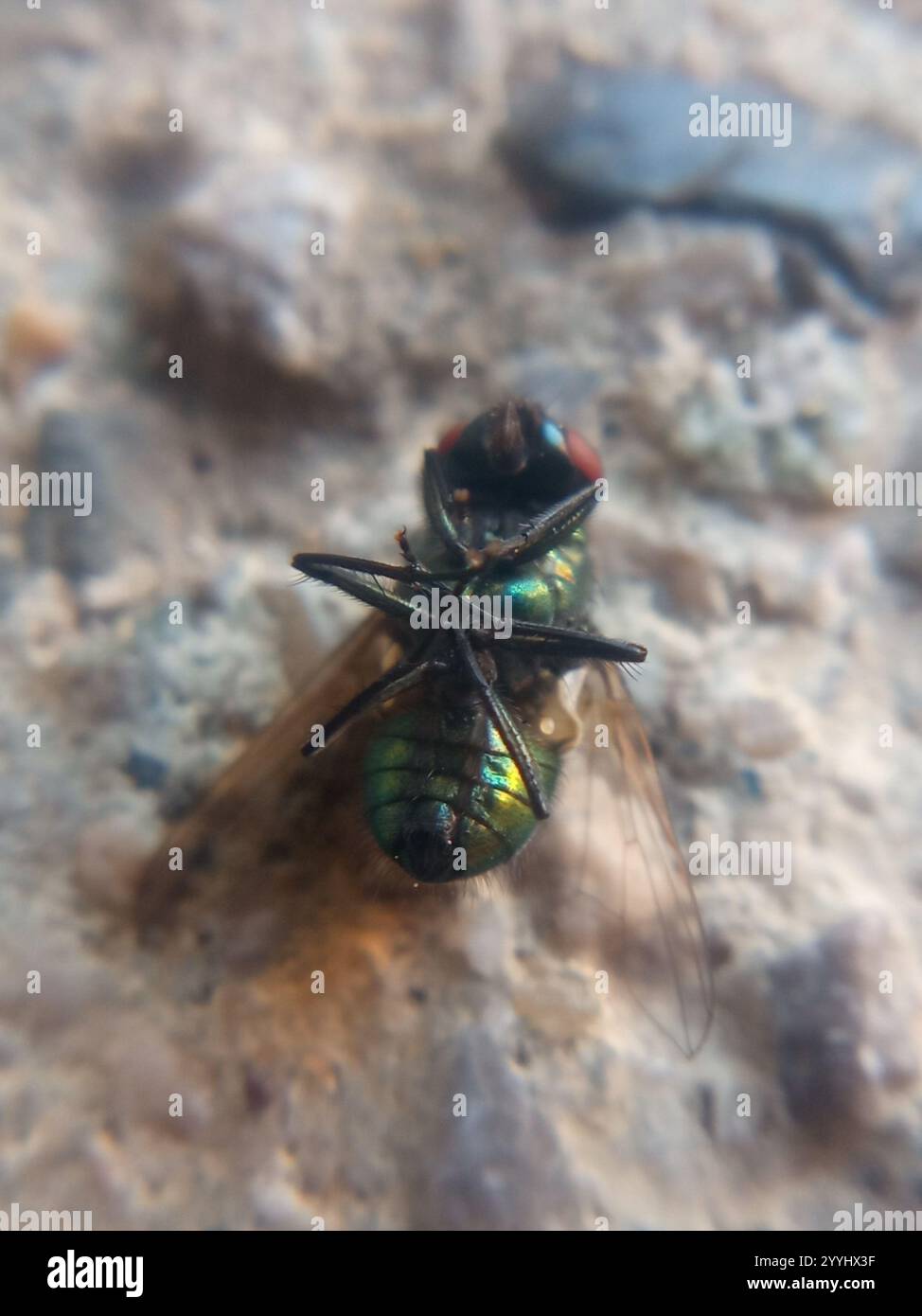 Pyrellia hi-res stock photography and images - Alamy