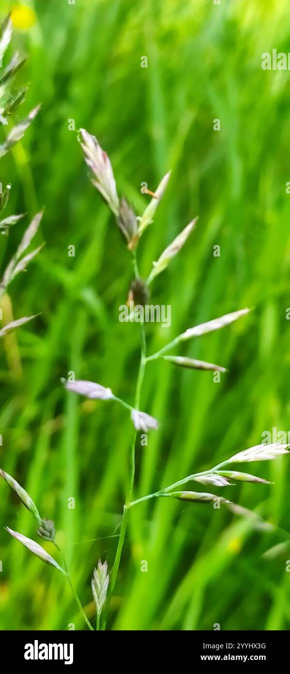 Festuca rubra rubra hi-res stock photography and images - Alamy