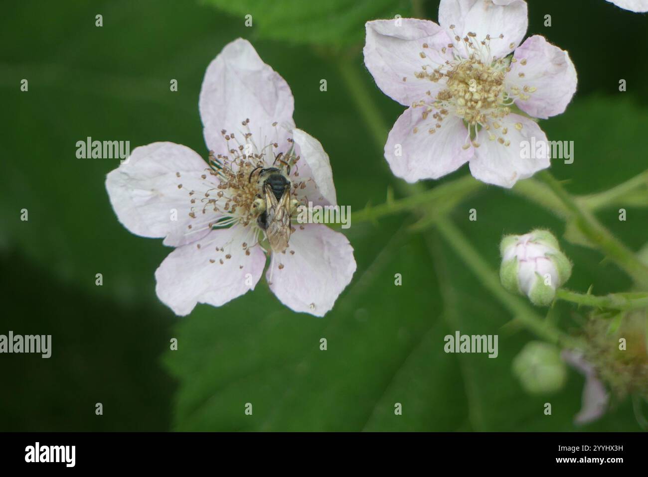 Mining Bees (Andrena Stock Photo - Alamy