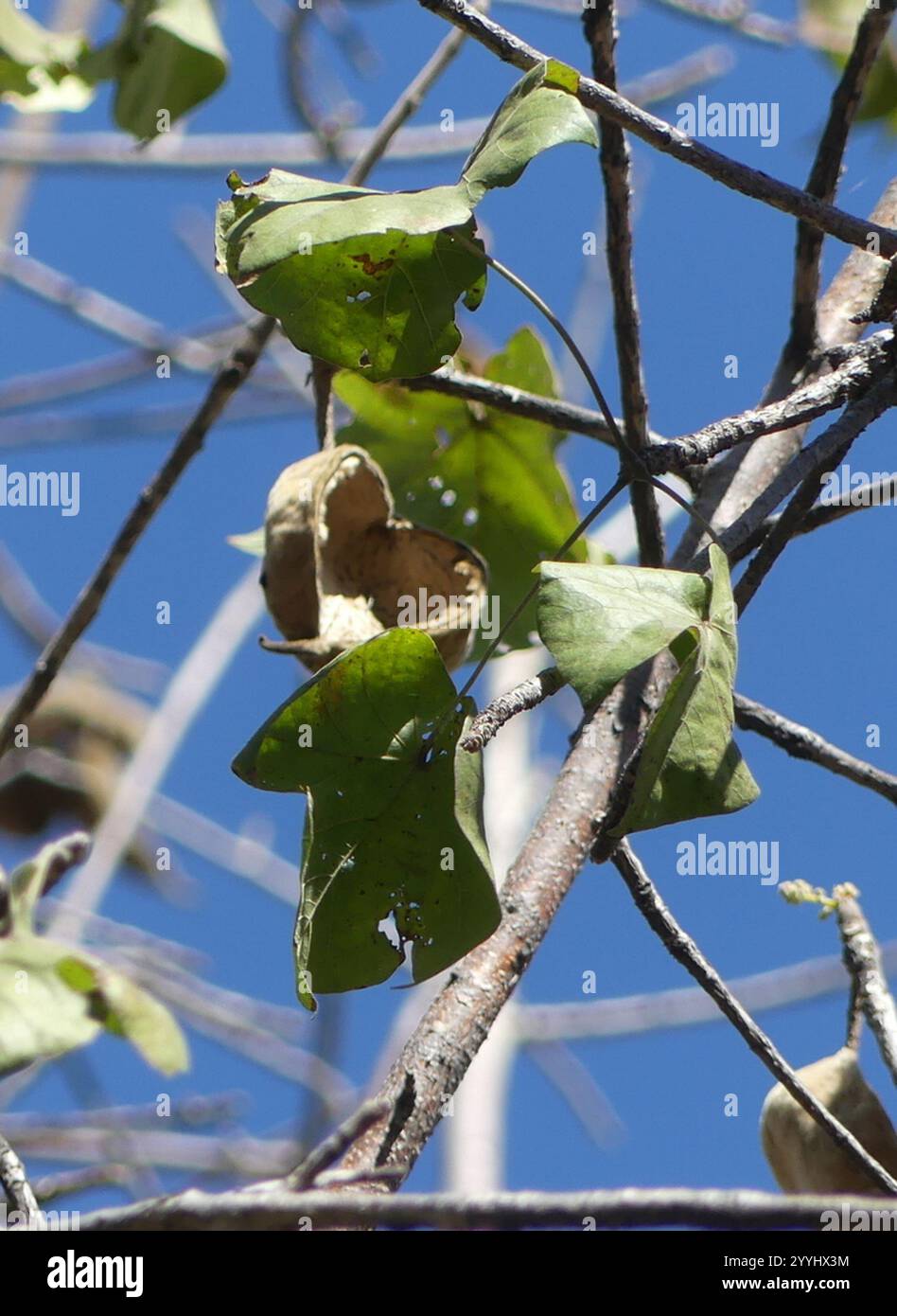 African Star-Chestnut (Sterculia africana Stock Photo - Alamy