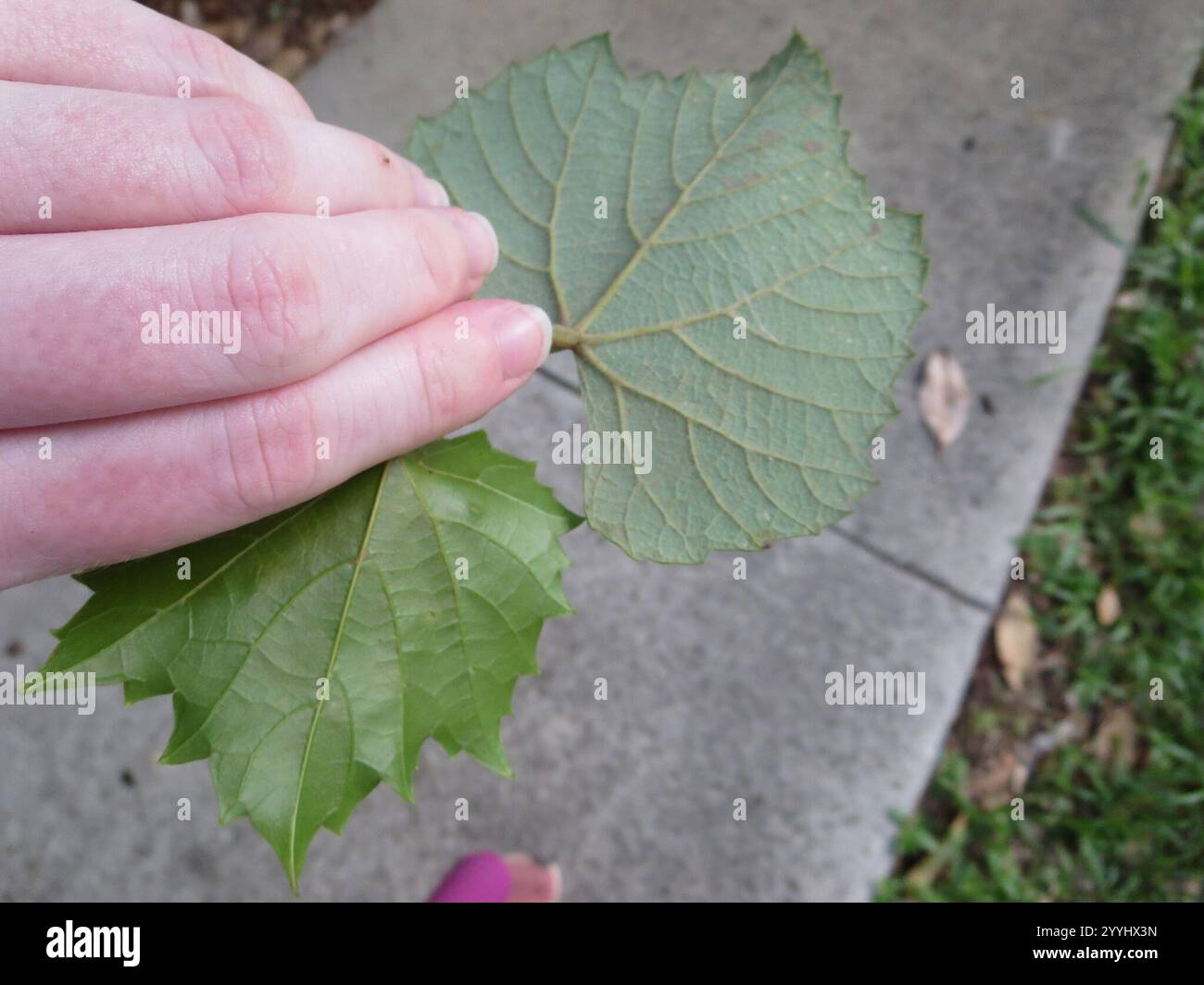 graybark grape (Vitis cinerea Stock Photo - Alamy