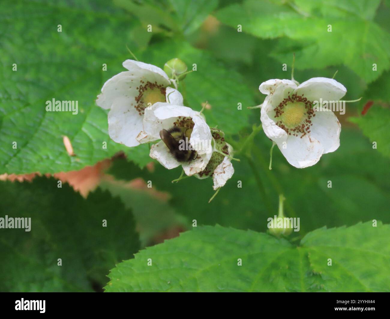 Sitka Bumble Bee (Bombus sitkensis Stock Photo - Alamy