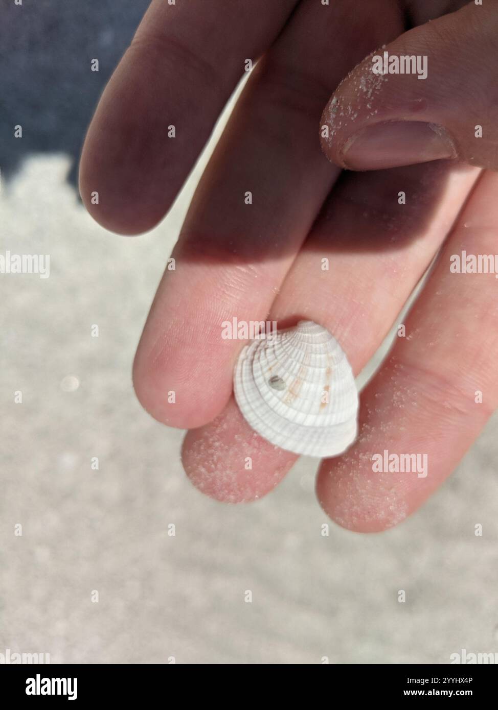 Cross-barred Venus (Chione elevata Stock Photo - Alamy