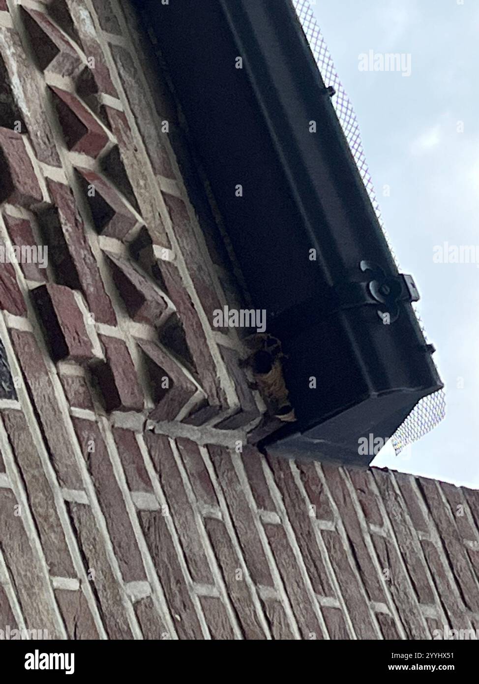 Hornets and Yellowjackets (Vespinae Stock Photo - Alamy