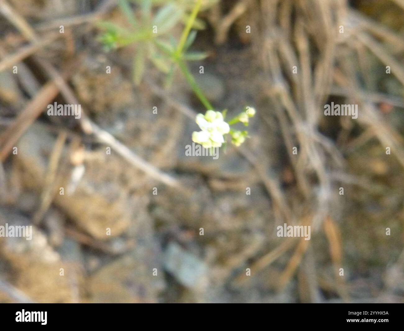 Wall Bedstraw (Galium parisiense Stock Photo - Alamy