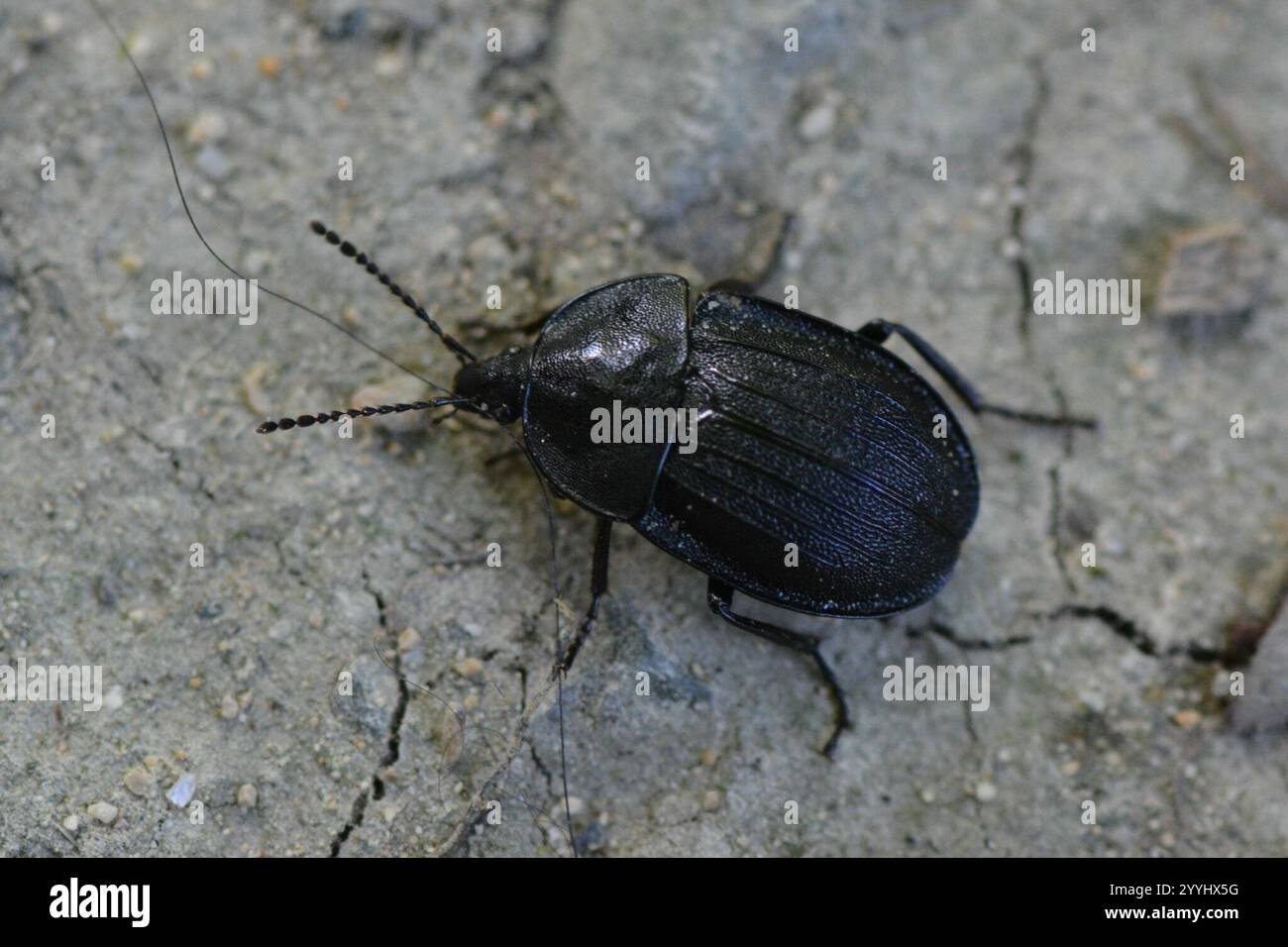 Black snail beetle (Phosphuga atrata Stock Photo - Alamy