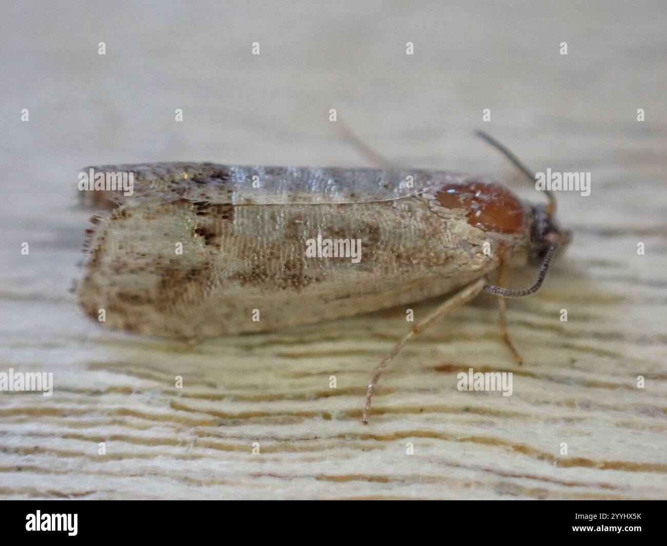 Codling Moth (Cydia pomonella Stock Photo - Alamy