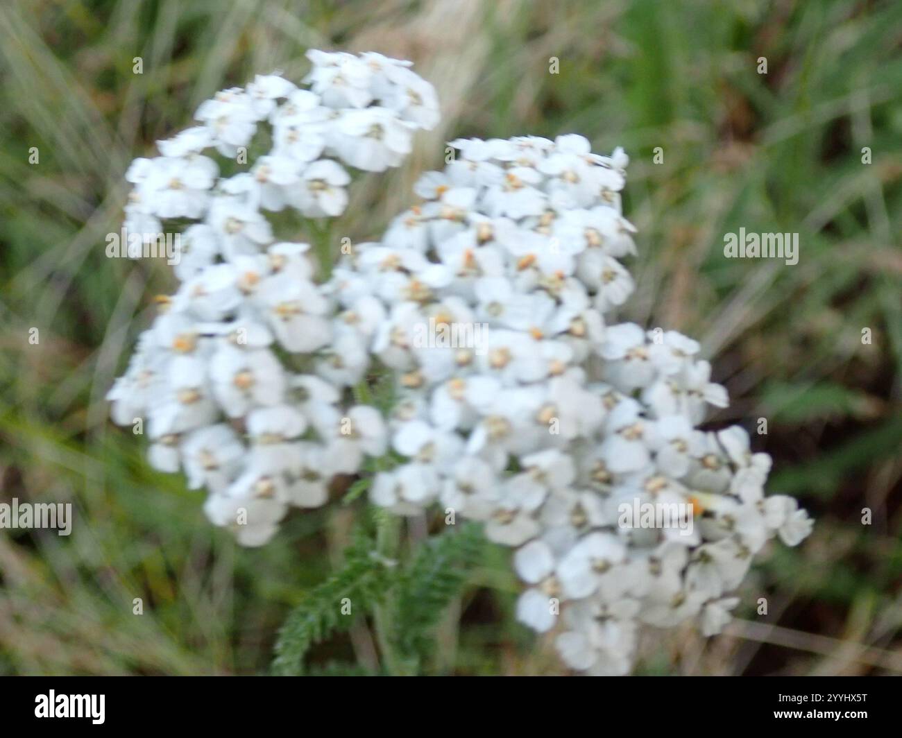 common yarrow (Achillea millefolium Stock Photo - Alamy