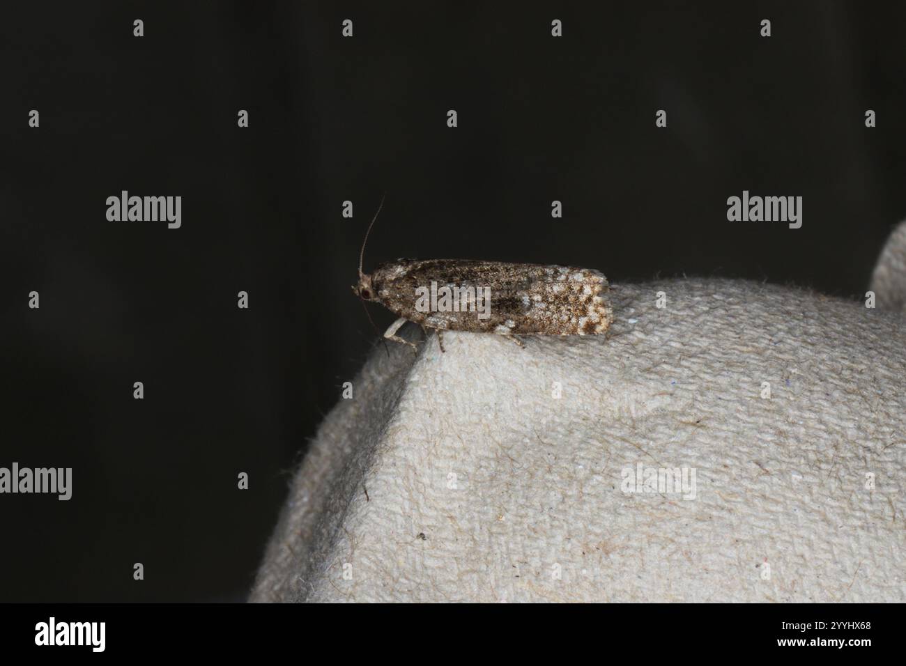 Spruce Budworm Moth (Choristoneura fumiferana Stock Photo - Alamy