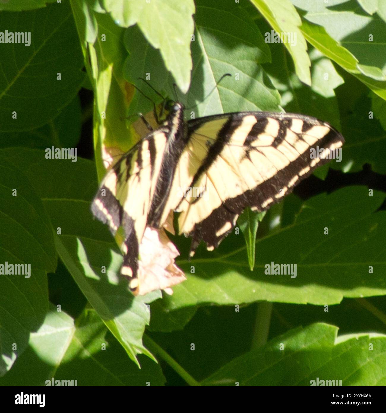 Western Tiger Swallowtail (Papilio rutulus Stock Photo - Alamy