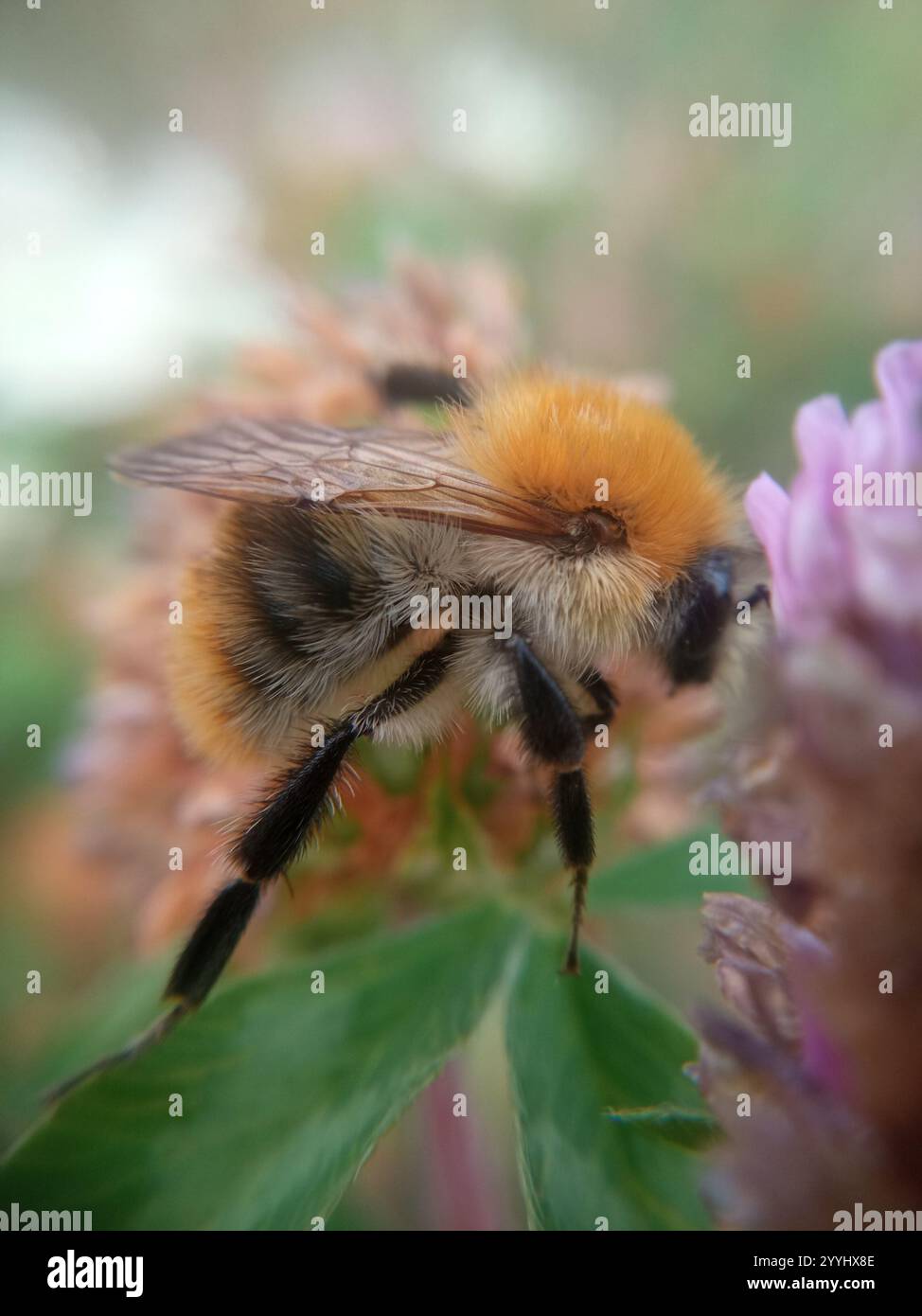 Common Carder Bumble Bee (Bombus pascuorum Stock Photo - Alamy