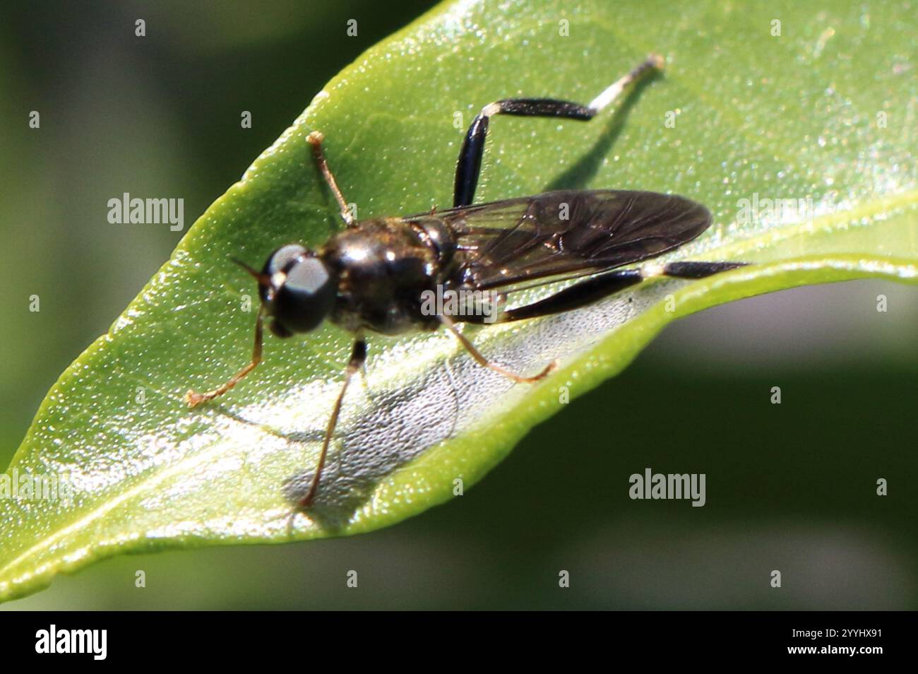 Garden soldier fly (Exaireta spinigera Stock Photo - Alamy