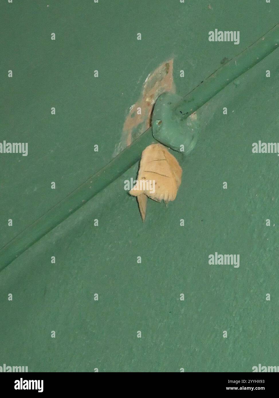 Slug Caterpillar Moths (Limacodidae Stock Photo - Alamy