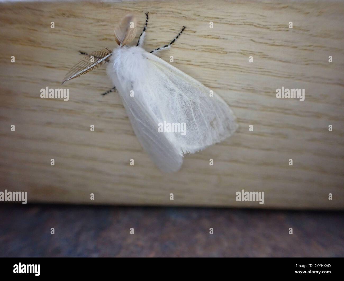 White Satin Moth (Leucoma salicis Stock Photo - Alamy