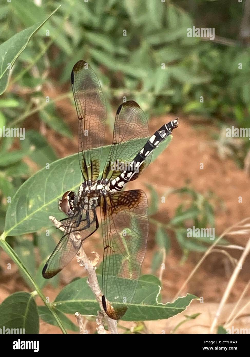 Checkered Setwing (Dythemis fugax Stock Photo - Alamy