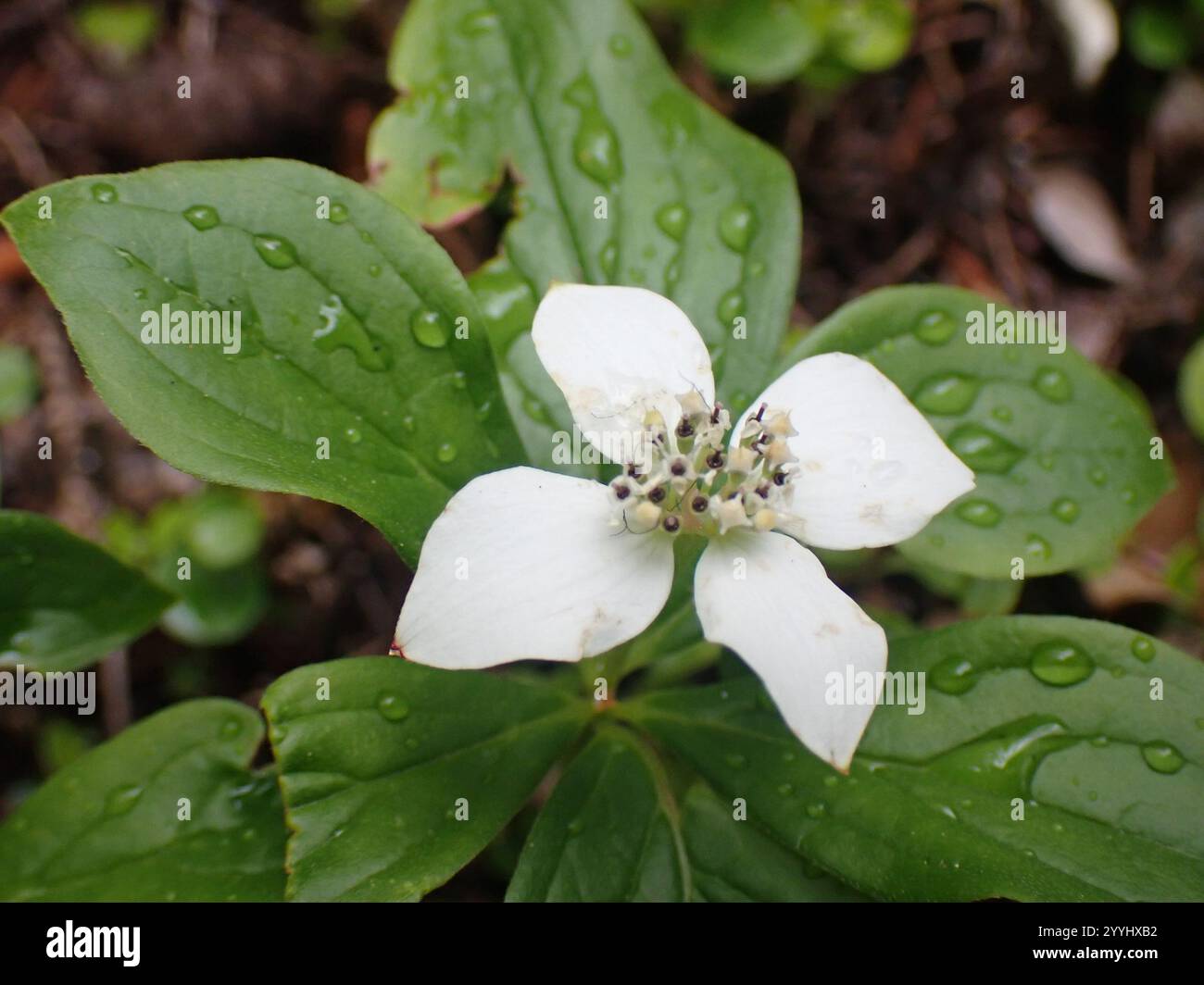 Canadian bunchberry (Cornus canadensis Stock Photo - Alamy