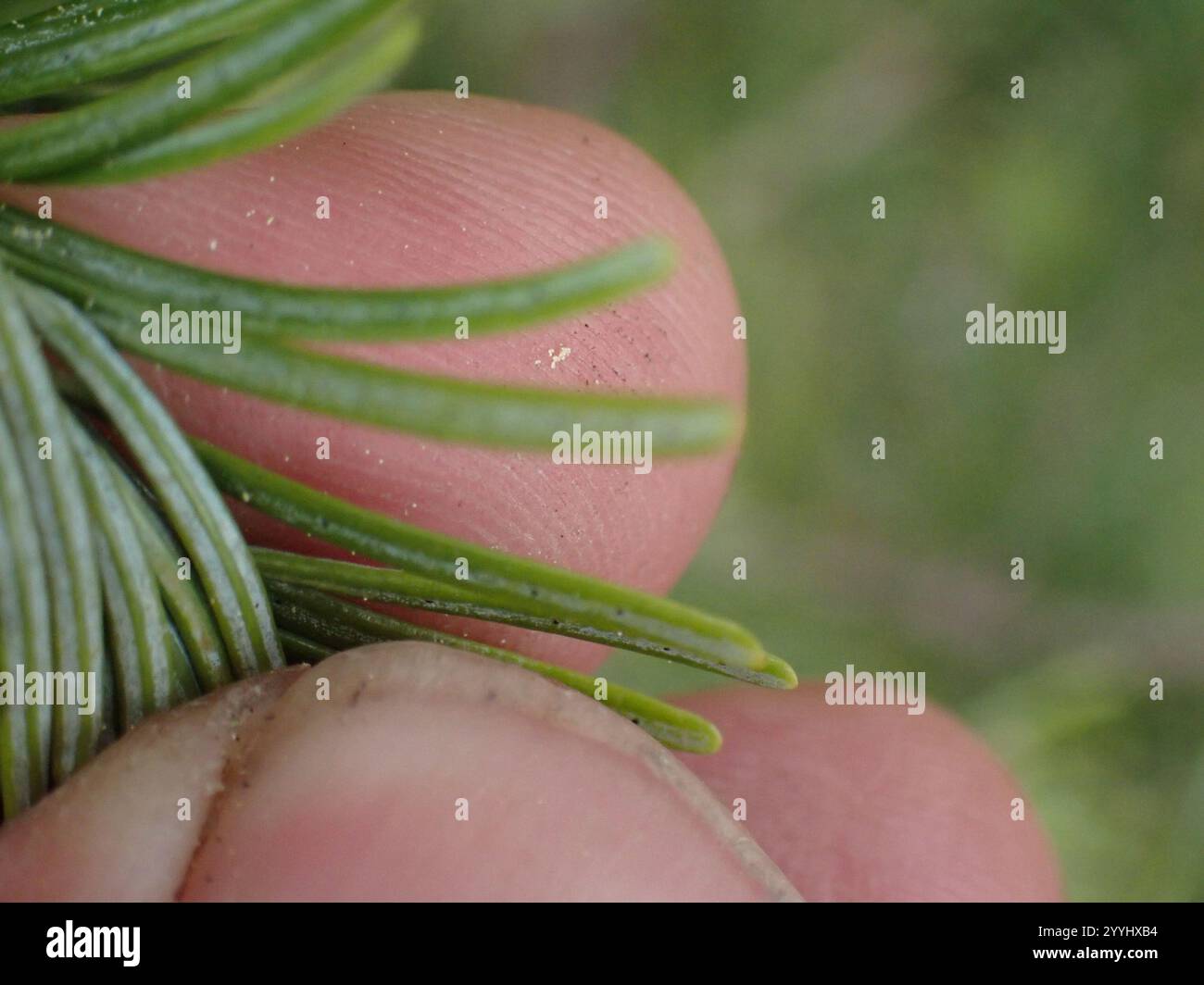 subalpine fir (Abies lasiocarpa Stock Photo - Alamy