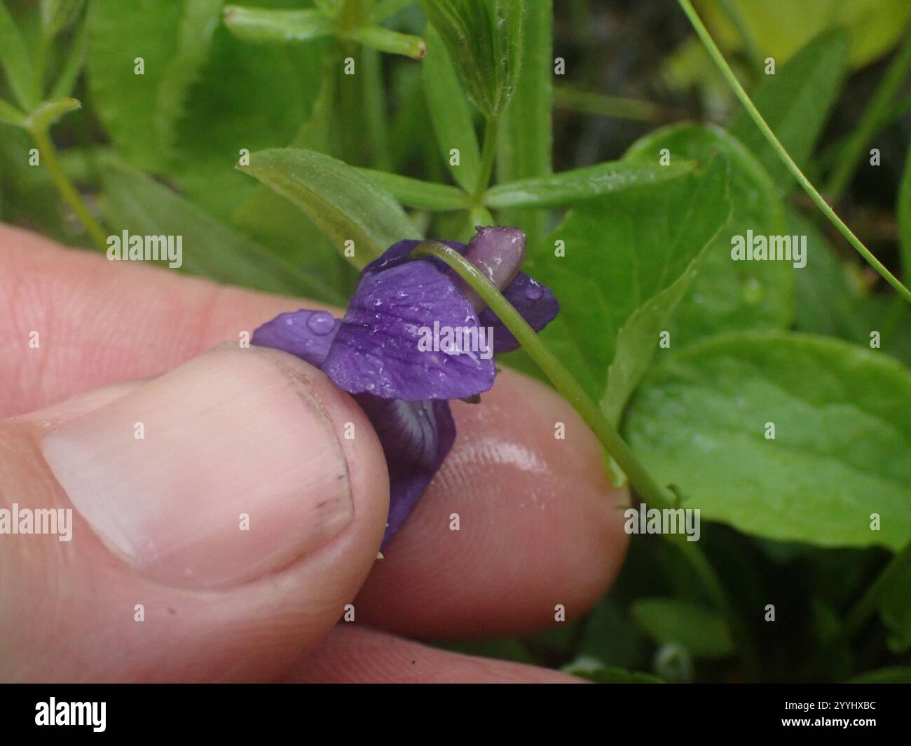 hookedspur violet (Viola adunca Stock Photo - Alamy