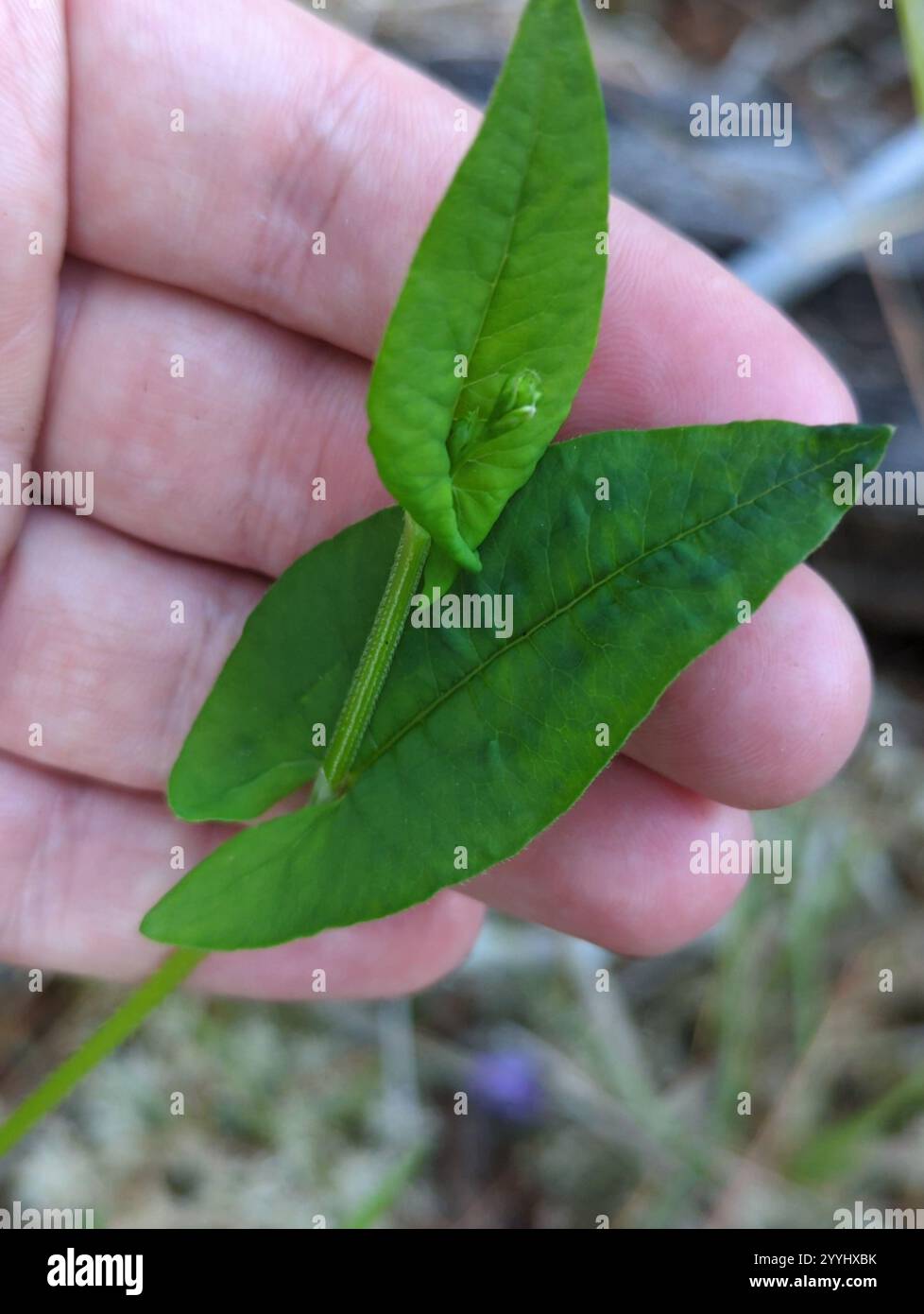 arrow-leaved tearthumb (Persicaria sagittata Stock Photo - Alamy