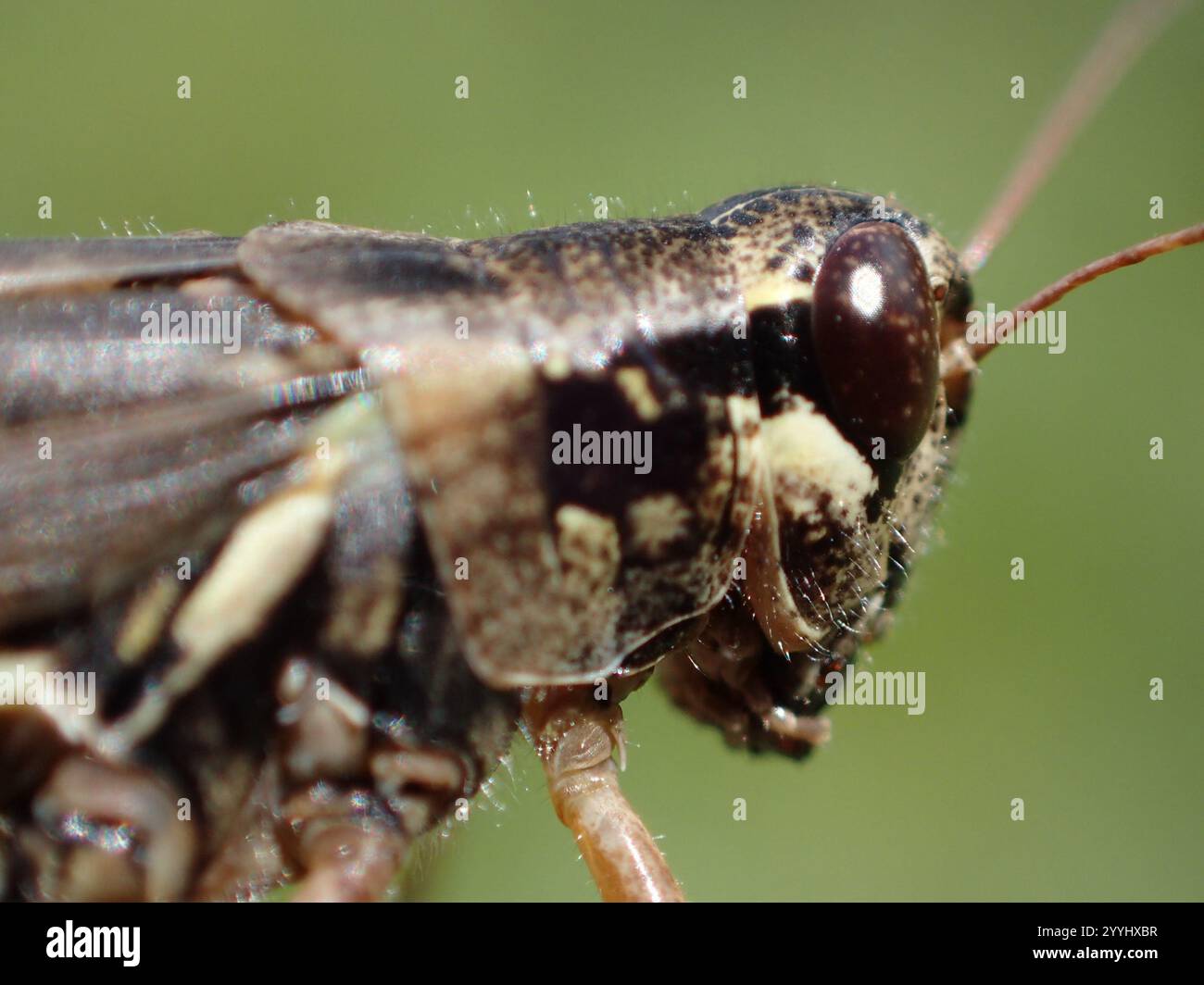 Northern Spur-throat Grasshopper (Melanoplus borealis Stock Photo - Alamy