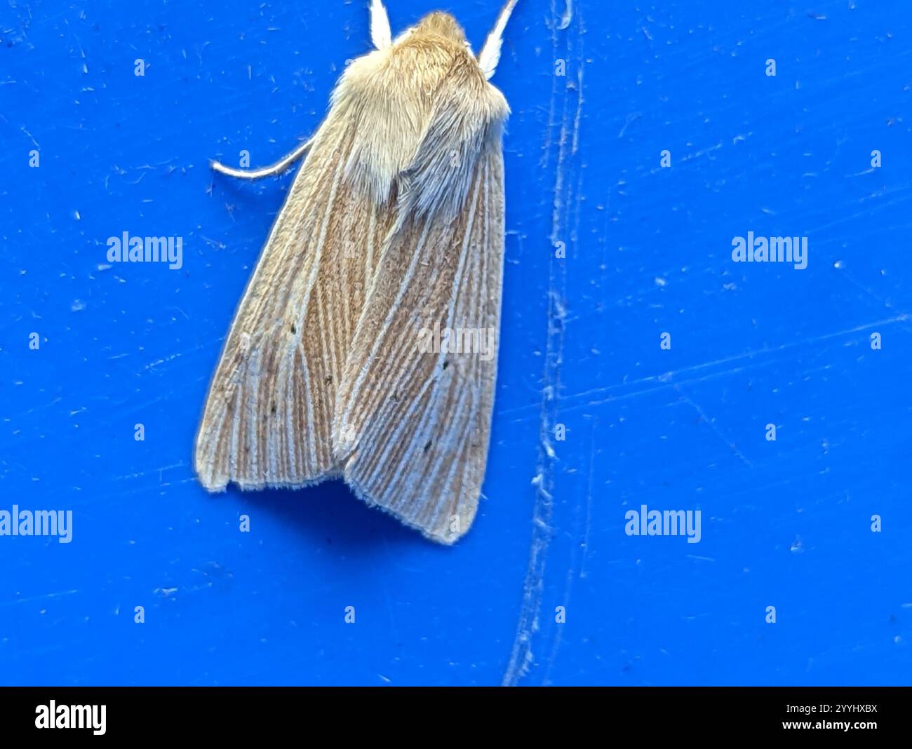 Common Wainscot (Mythimna pallens Stock Photo - Alamy