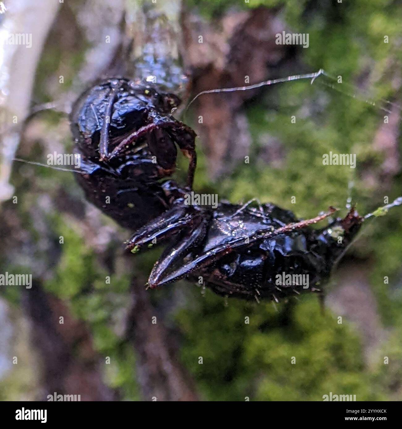 Hairy Smooth Carpenter Ant (Camponotus laevissimus Stock Photo - Alamy