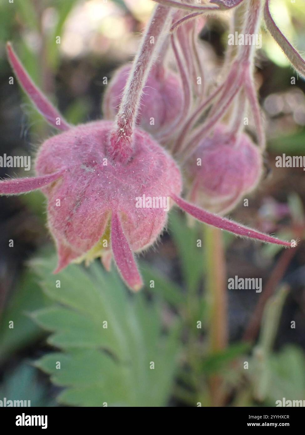 prairie smoke (Geum triflorum Stock Photo - Alamy