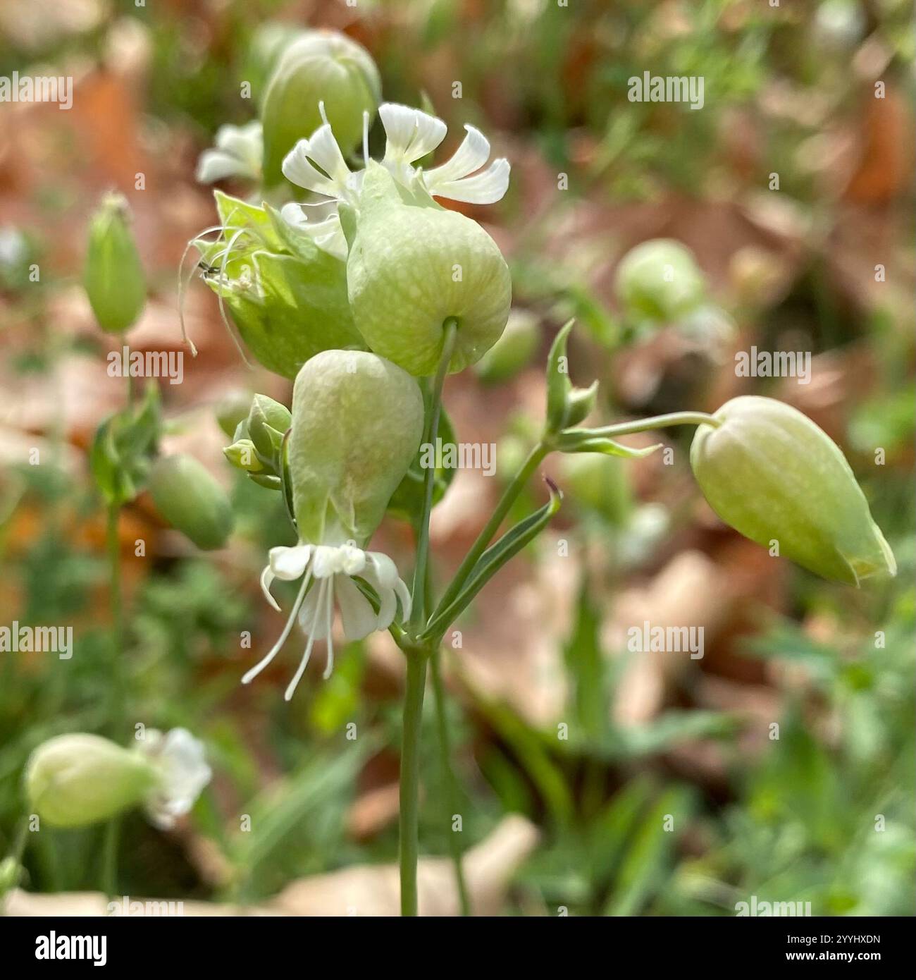 bladder campion (Silene vulgaris Stock Photo - Alamy