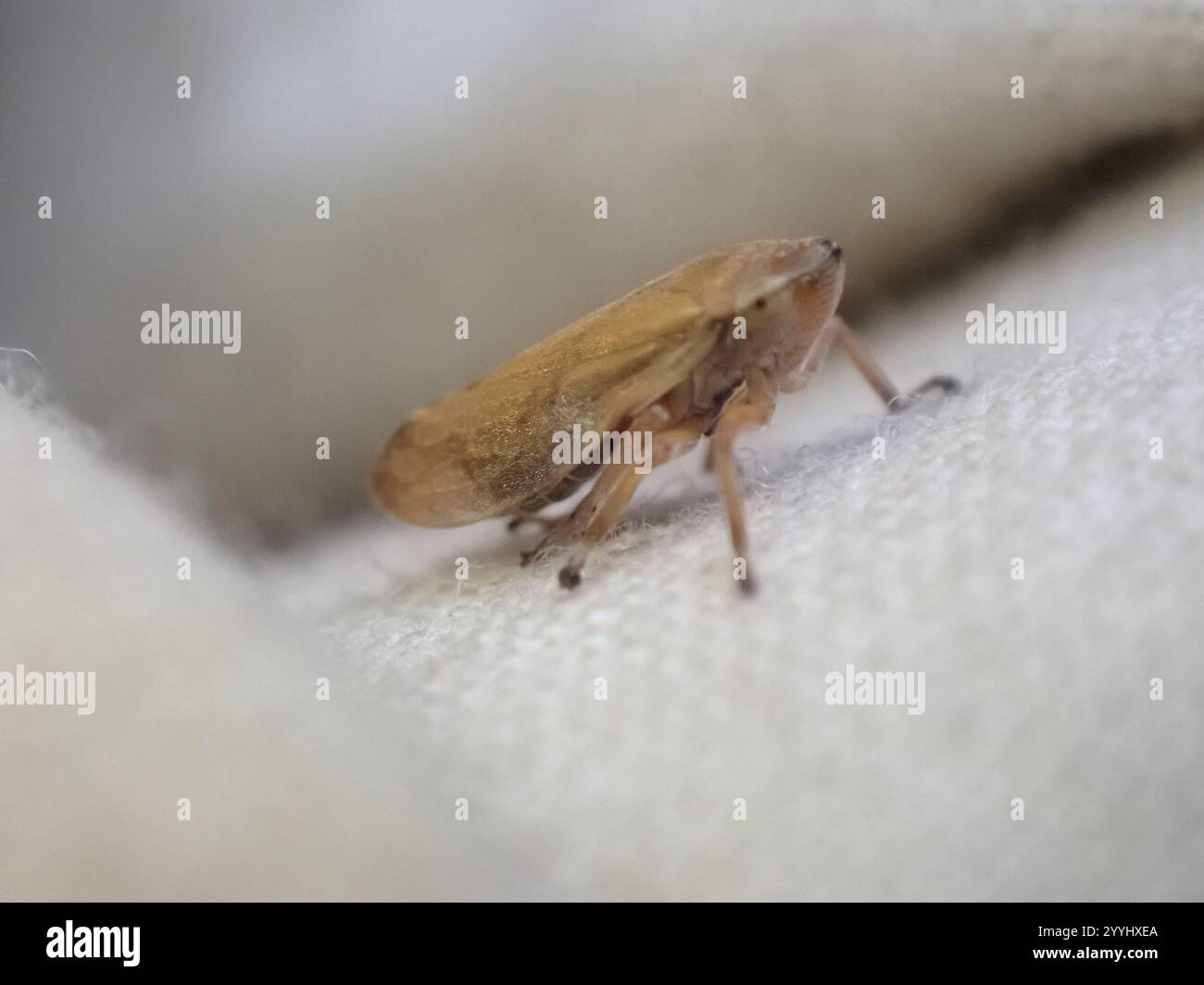 Meadow Spittlebug (Philaenus spumarius Stock Photo - Alamy