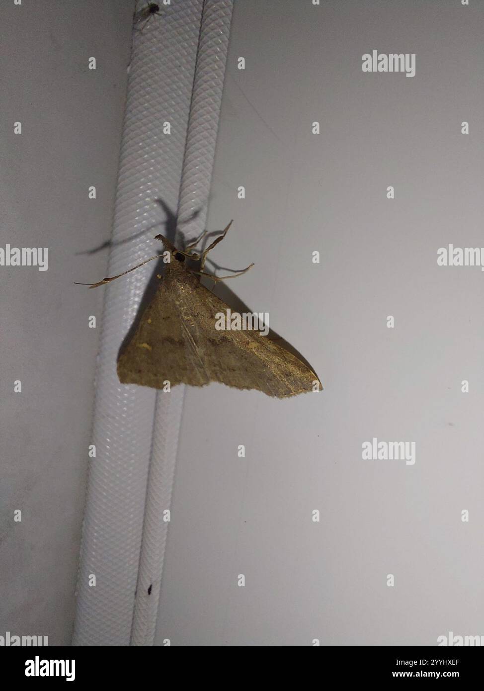 Yellow-spotted Renia Moth (Renia flavipunctalis Stock Photo - Alamy