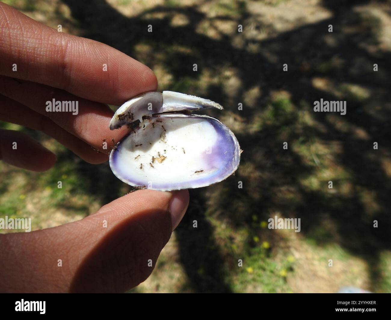 Japanese Littleneck (Ruditapes philippinarum Stock Photo - Alamy