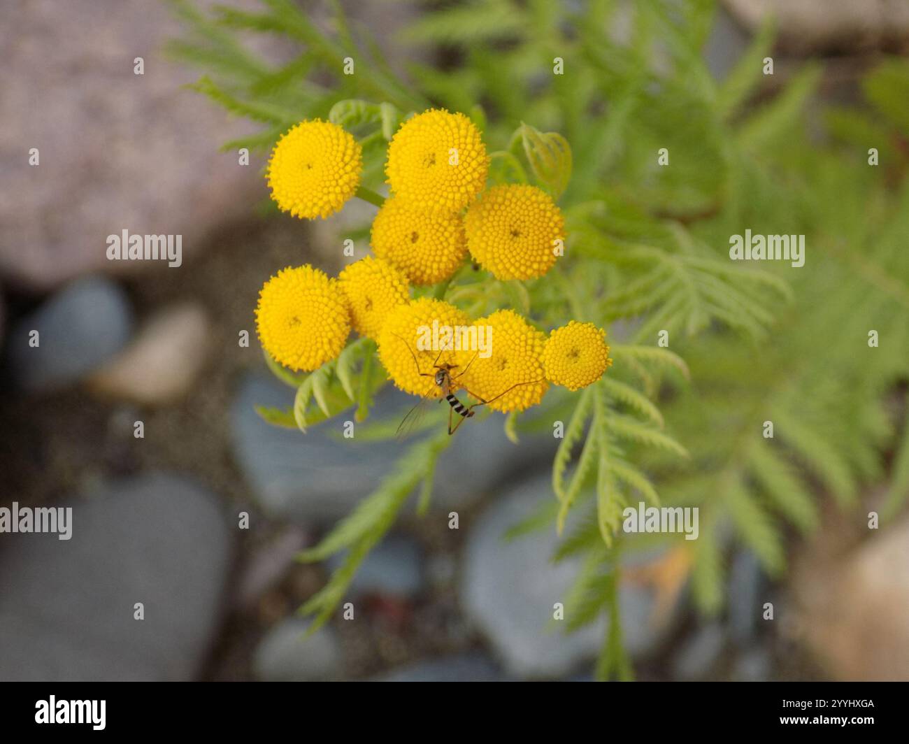 Net-winged Midges (Blephariceridae Stock Photo - Alamy
