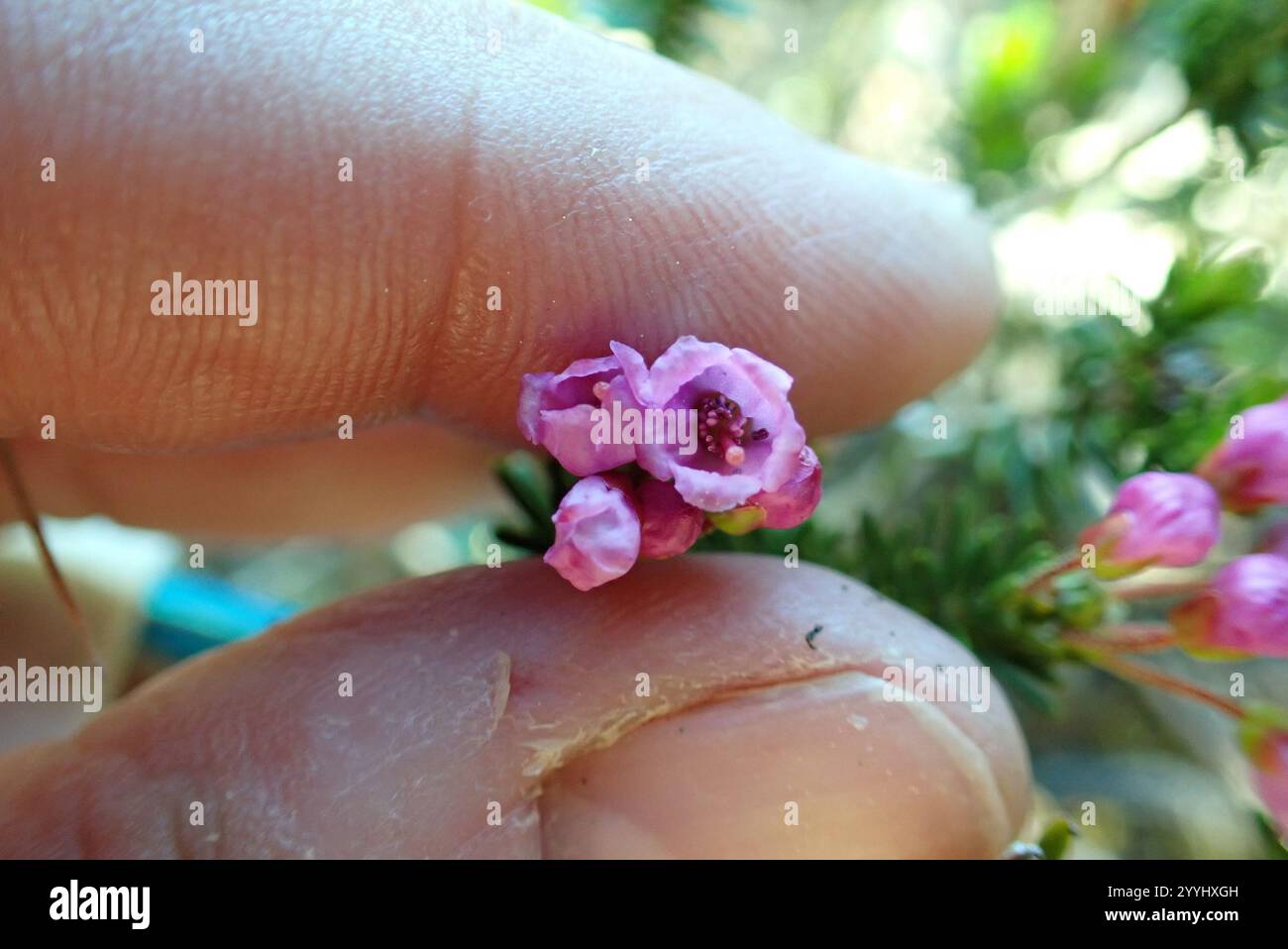 pink mountainheath (Phyllodoce empetriformis Stock Photo - Alamy
