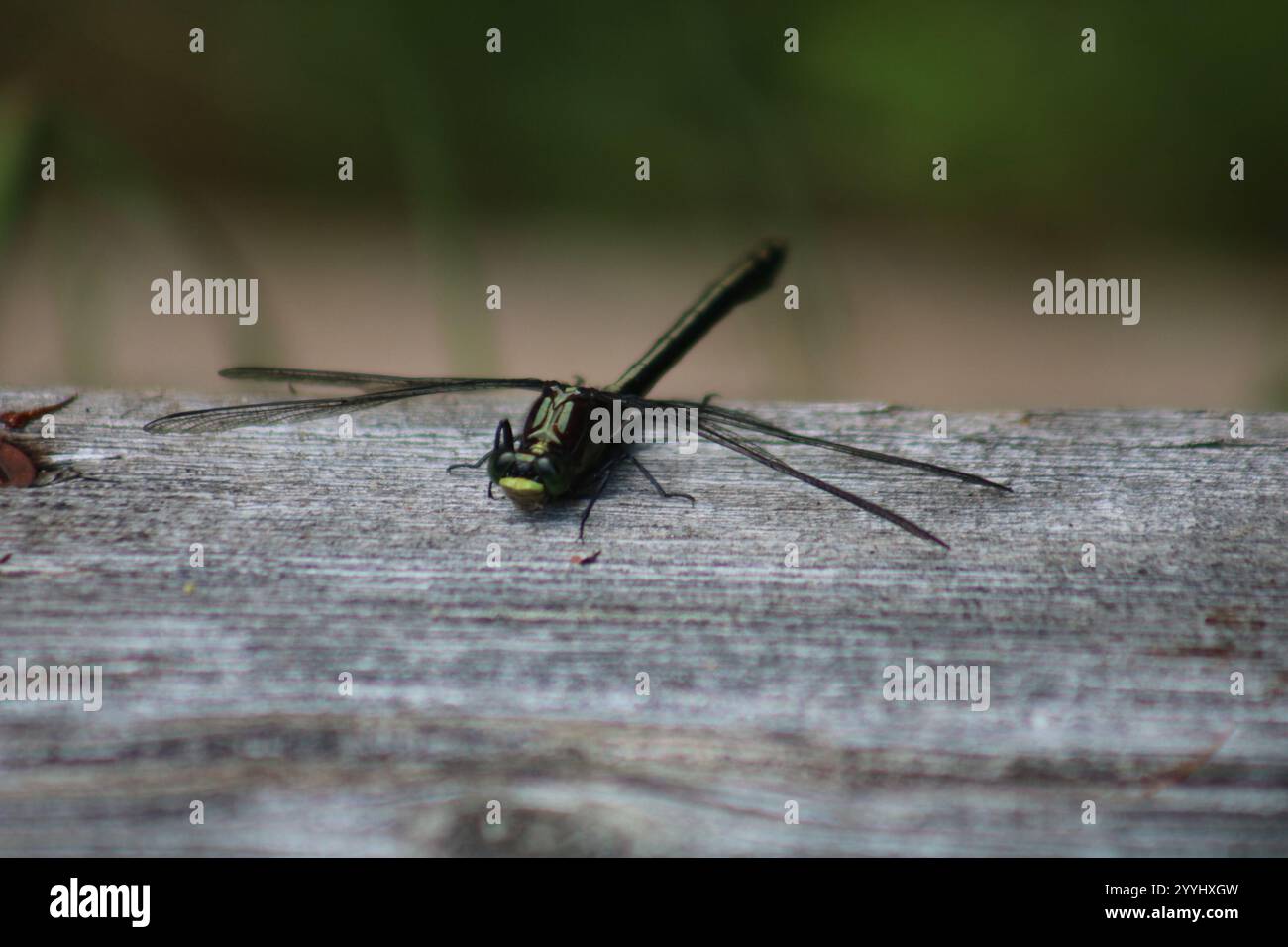 Black-shouldered Spinyleg (Dromogomphus spinosus Stock Photo - Alamy