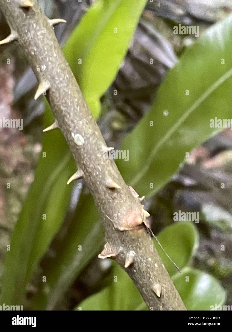 White Supplejack (Ripogonum album Stock Photo - Alamy