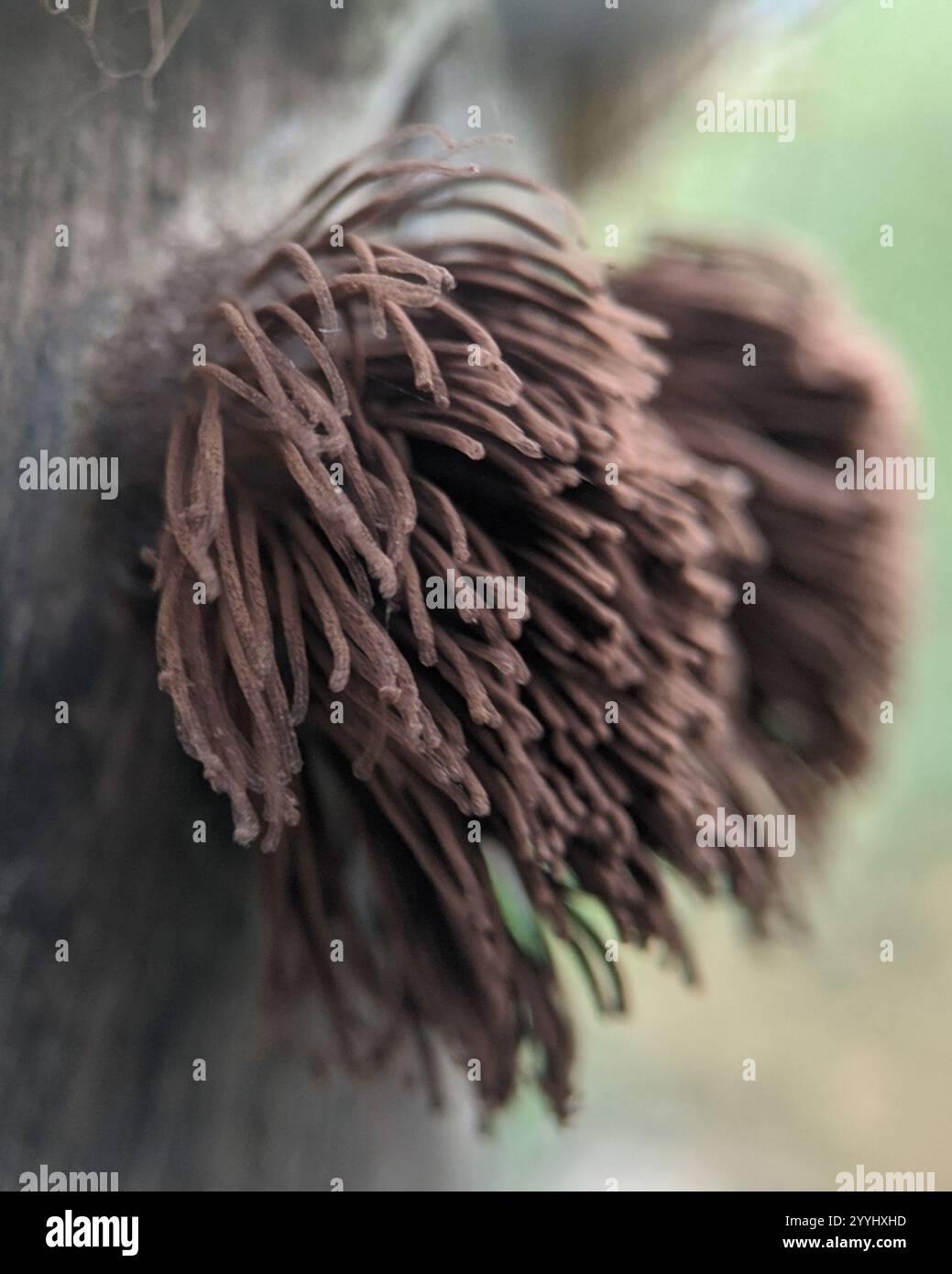 Chocolate Tube Slimes (Stemonitis Stock Photo - Alamy