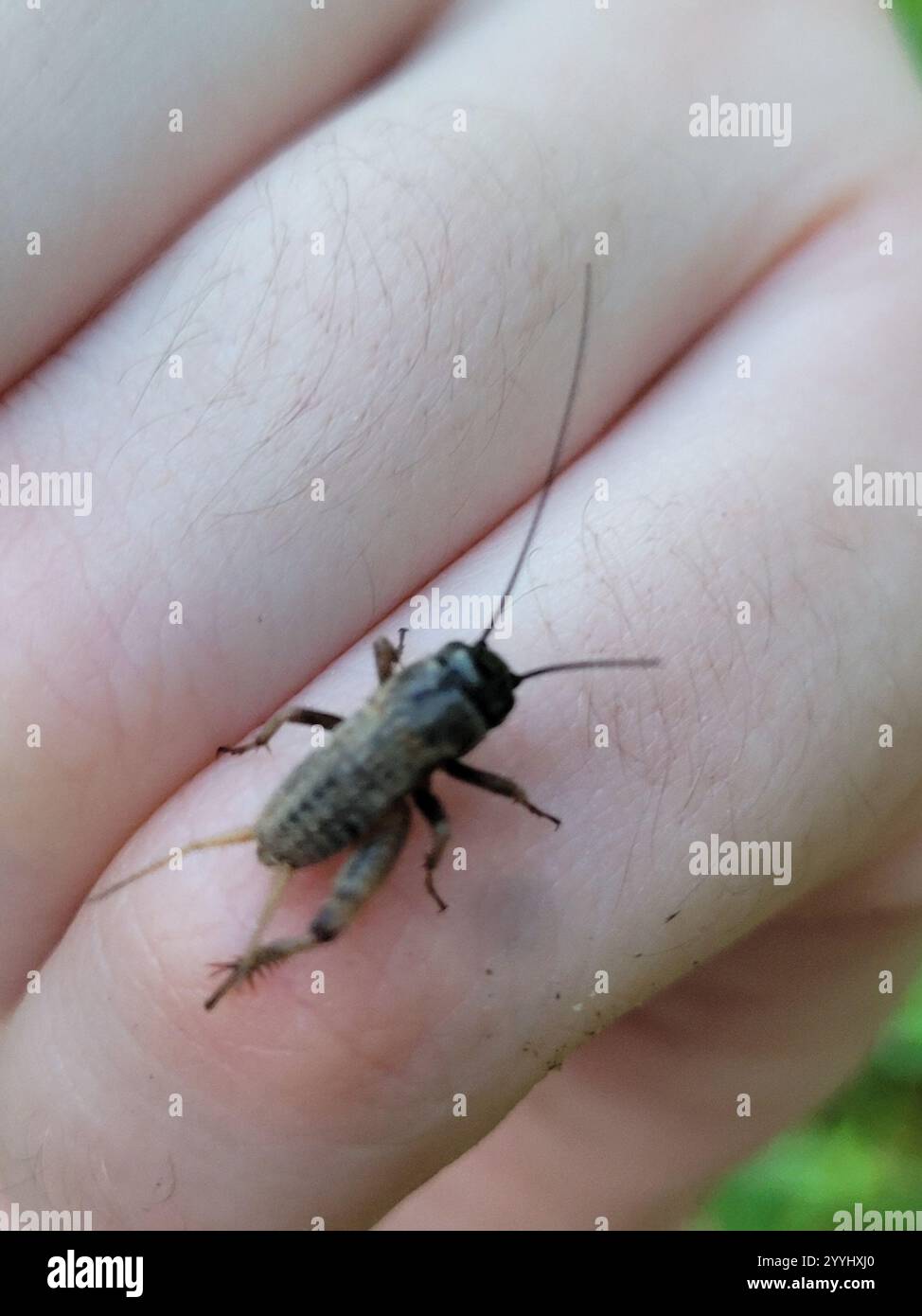 Gryllus rubens hi-res stock photography and images - Alamy