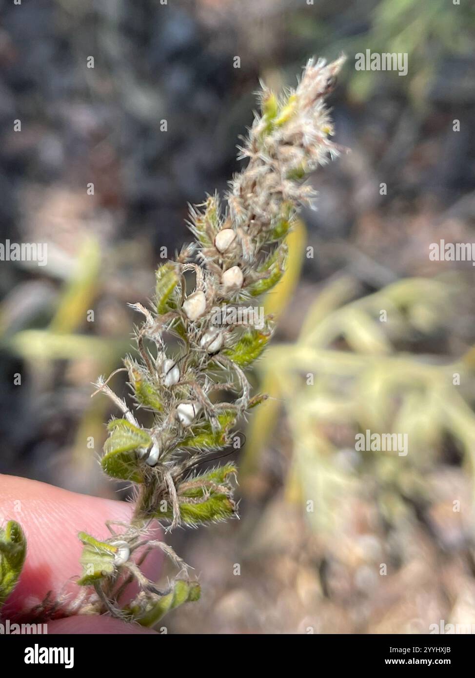 Marbleseed hi-res stock photography and images - Alamy