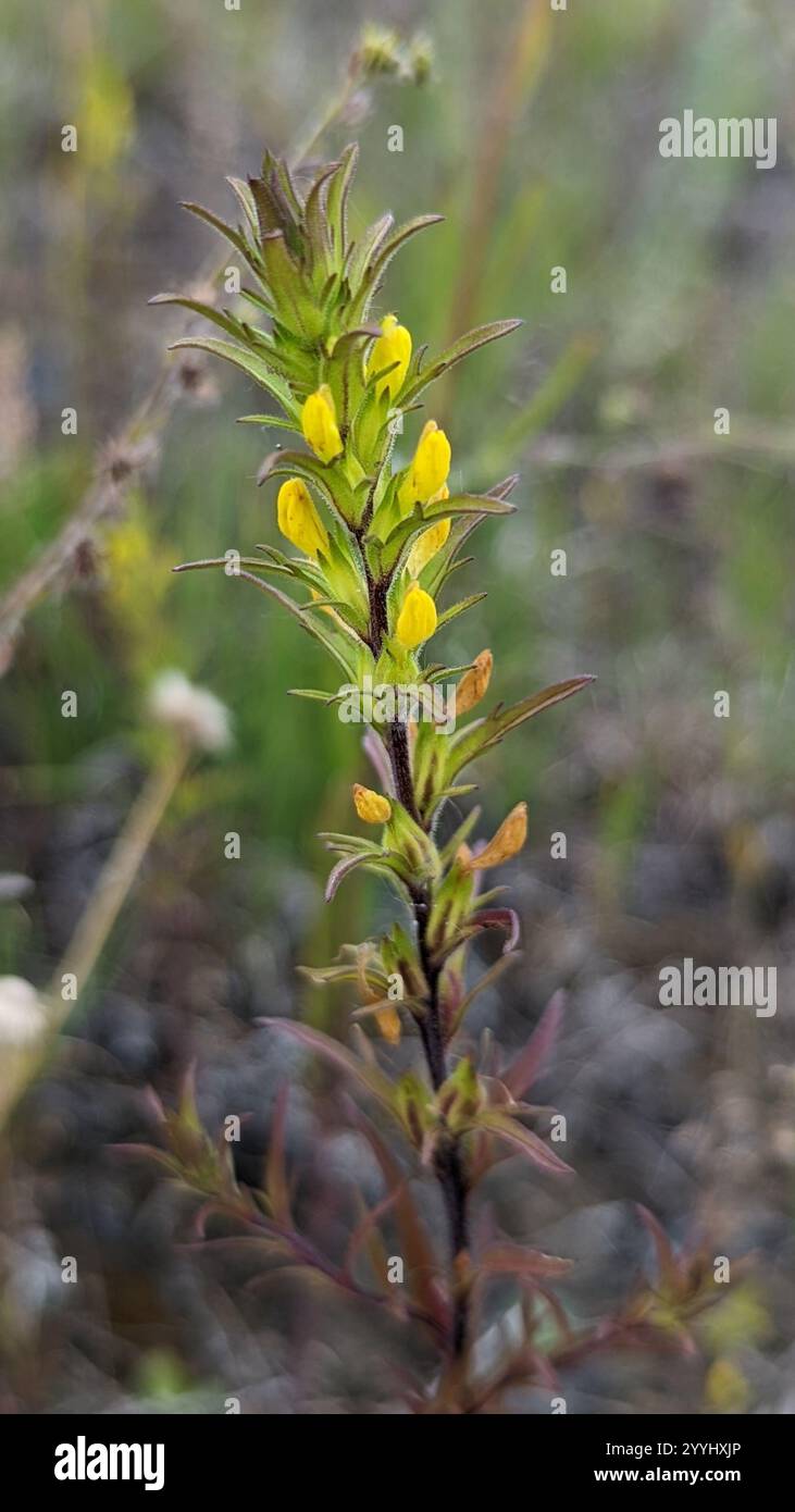 Orthocarpus luteus hi-res stock photography and images - Alamy