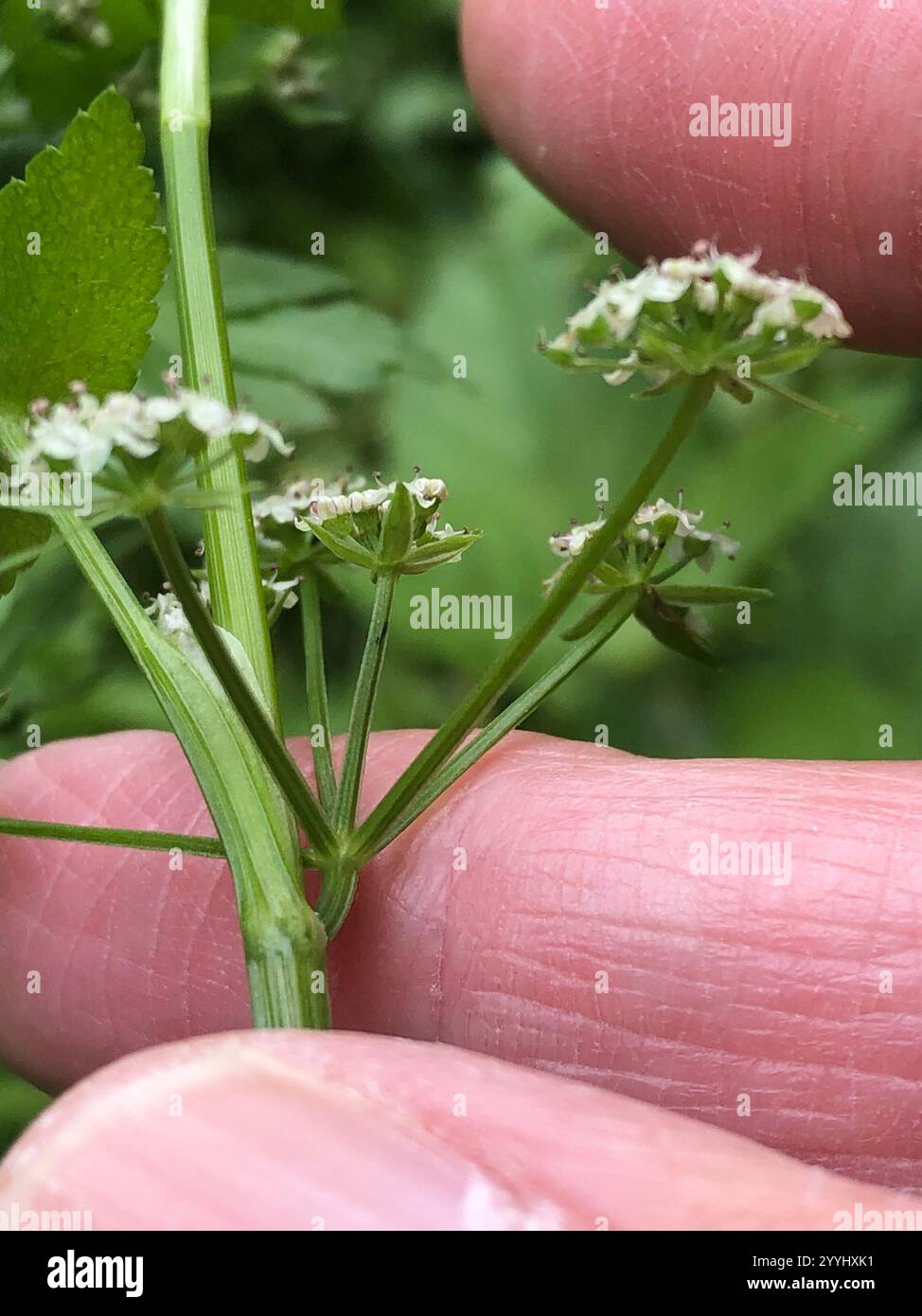 Fool's Watercress (Helosciadium nodiflorum Stock Photo - Alamy