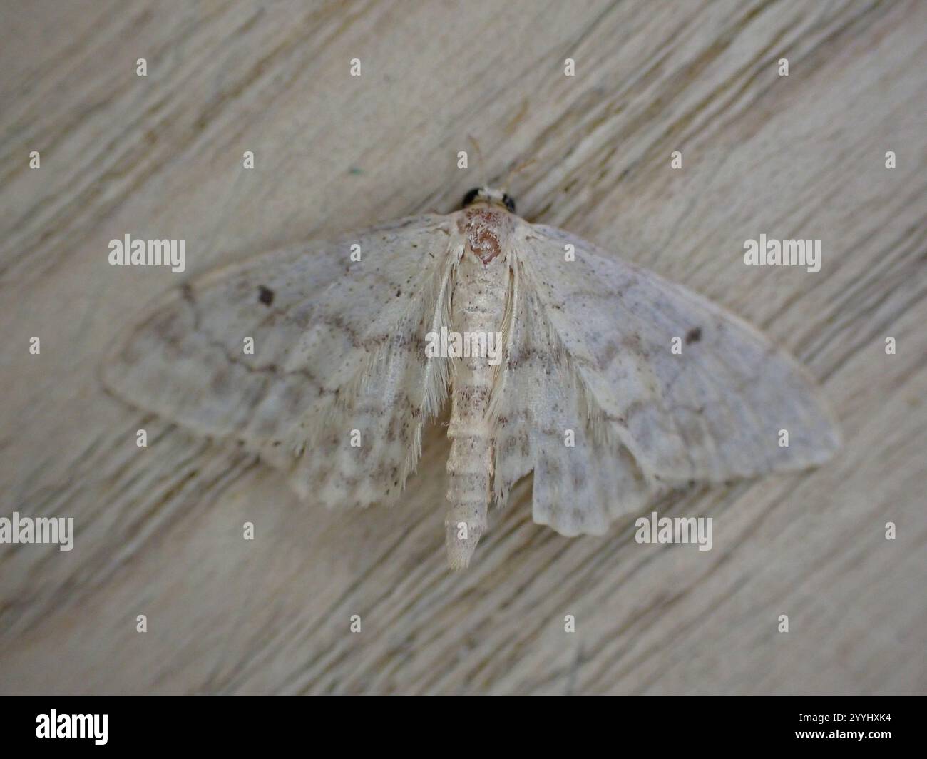 Small Fan-footed Wave (Idaea biselata Stock Photo - Alamy