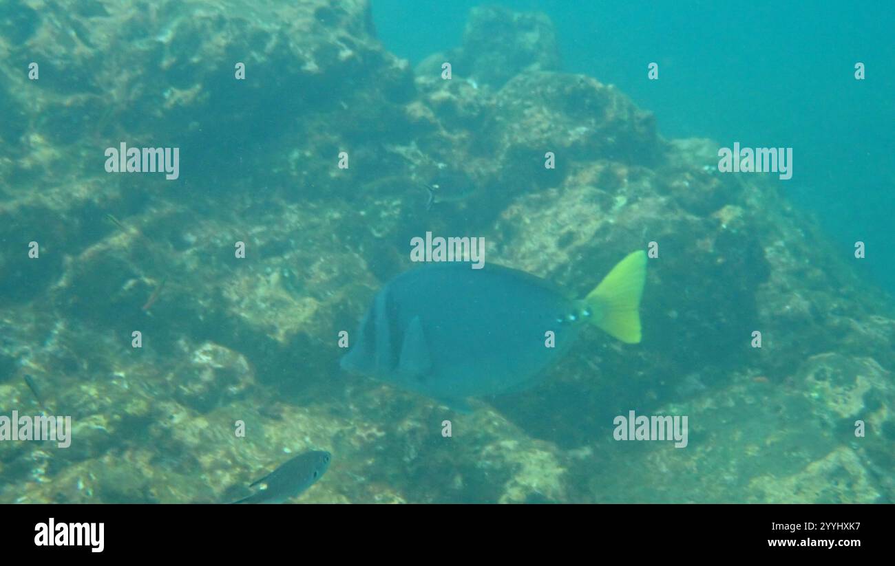 Razor Surgeonfish (Prionurus laticlavius Stock Photo - Alamy