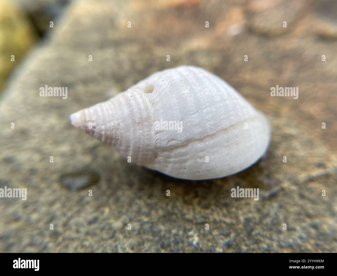 Atlantic Dogwhelk (Nucella lapillus Stock Photo - Alamy