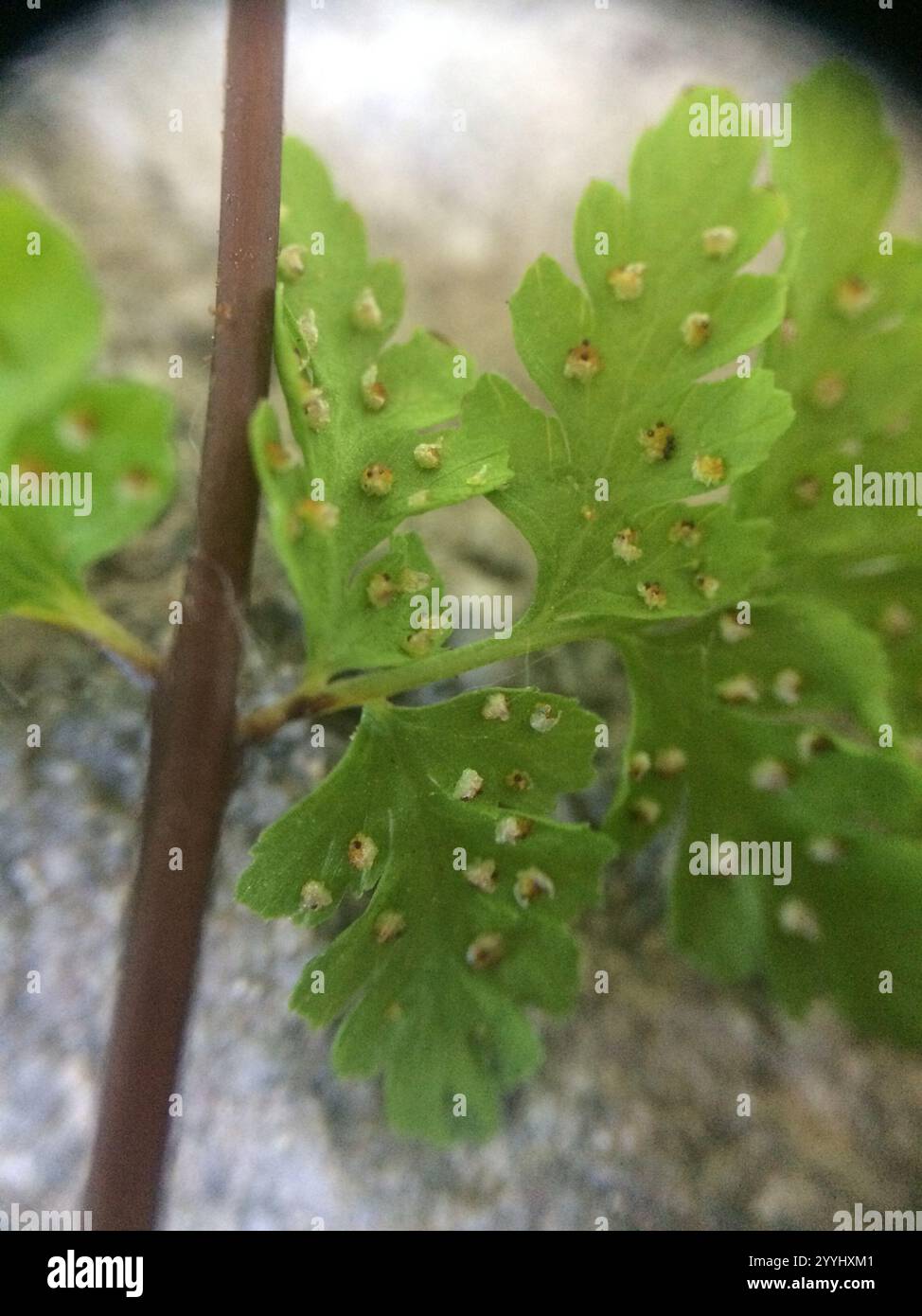 Laurentian bulblet fern (Cystopteris laurentiana Stock Photo - Alamy