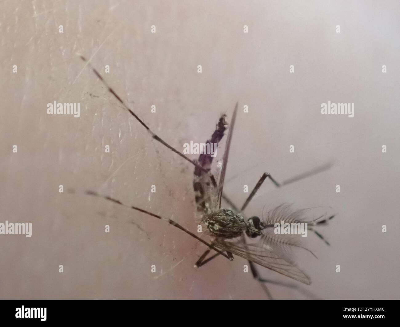 Culicine mosquitoes hi-res stock photography and images - Alamy