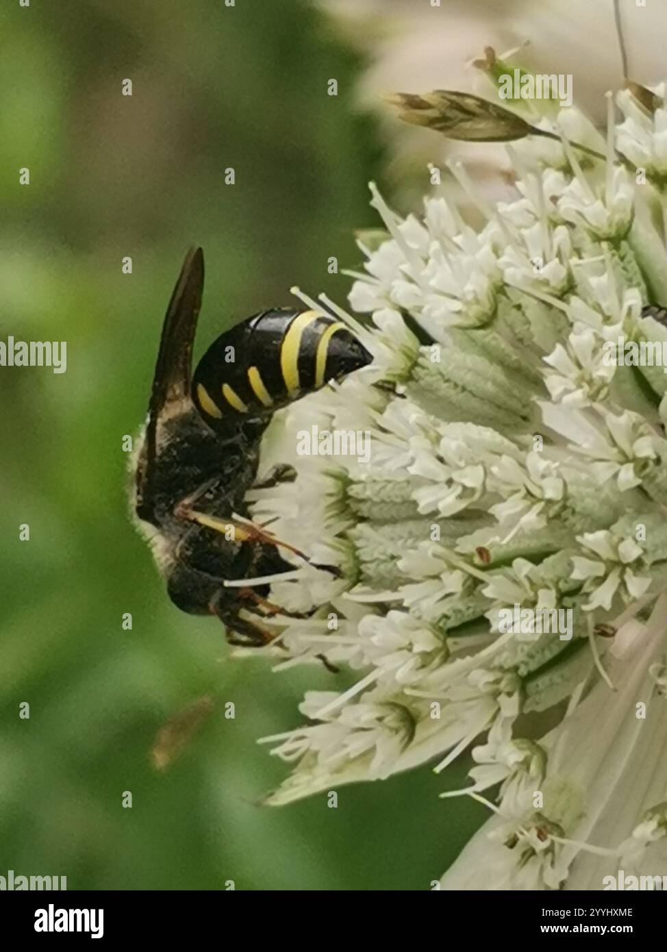 Common Ectemnius (Ectemnius continuus Stock Photo - Alamy