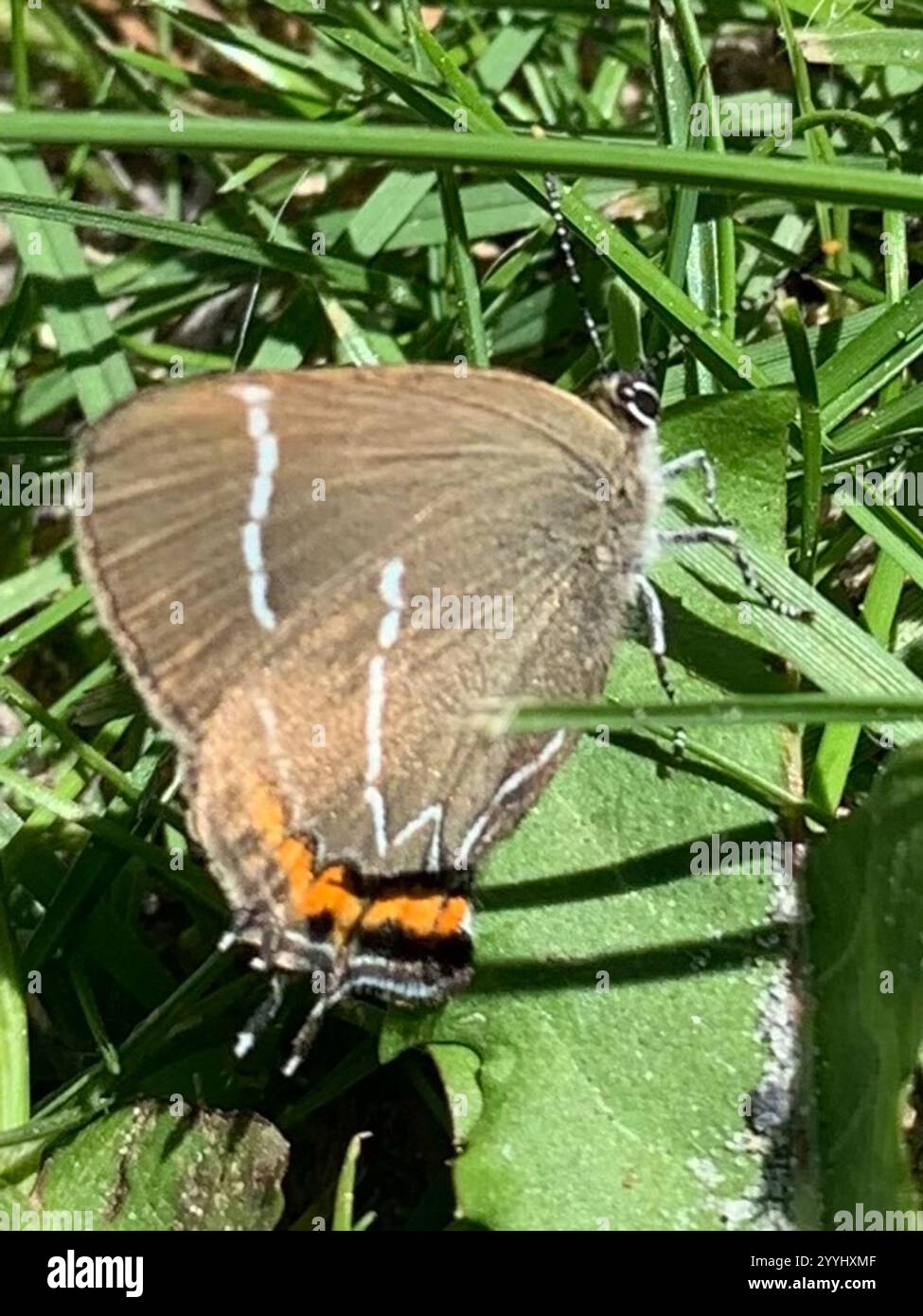 White-letter Hairstreak (Satyrium w-album Stock Photo - Alamy